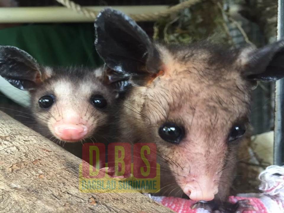 De awari als huisdier? – Dagblad Suriname