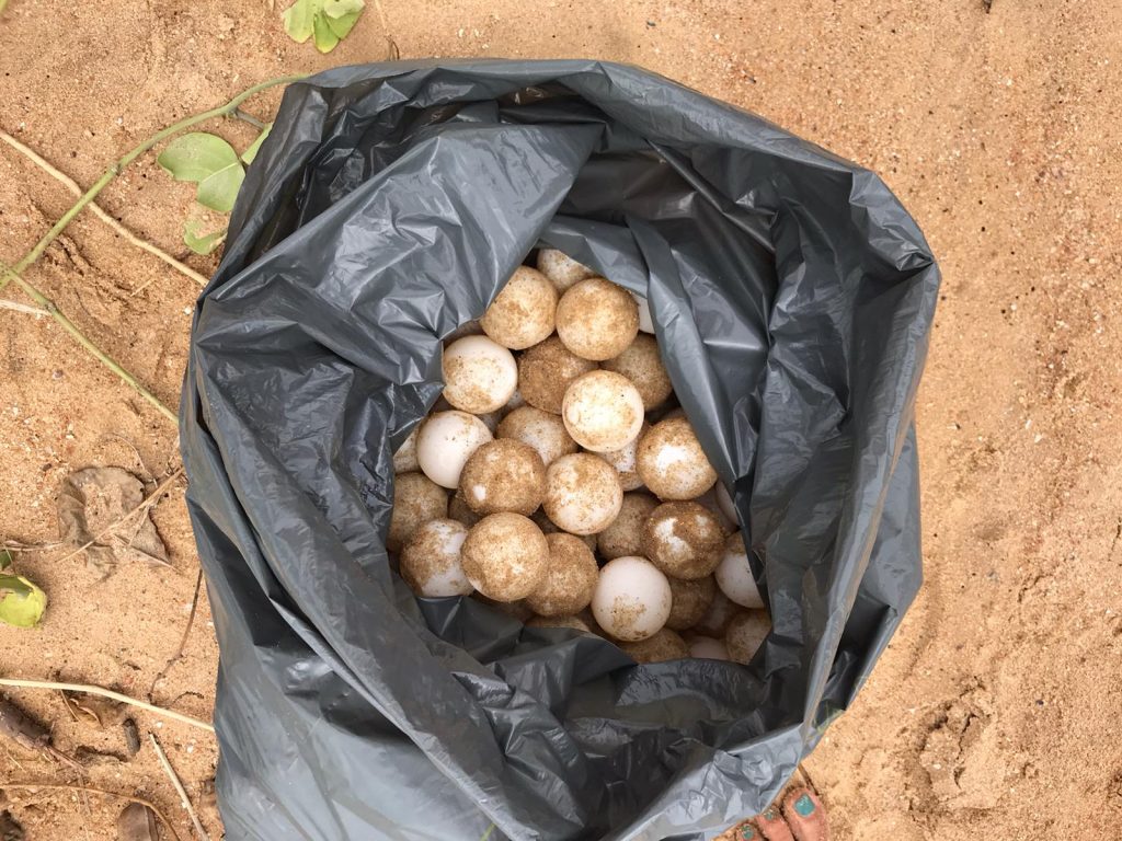 Vijf verdachten op Marowijnerivier opgepakt met 14.000 krapé eieren ...