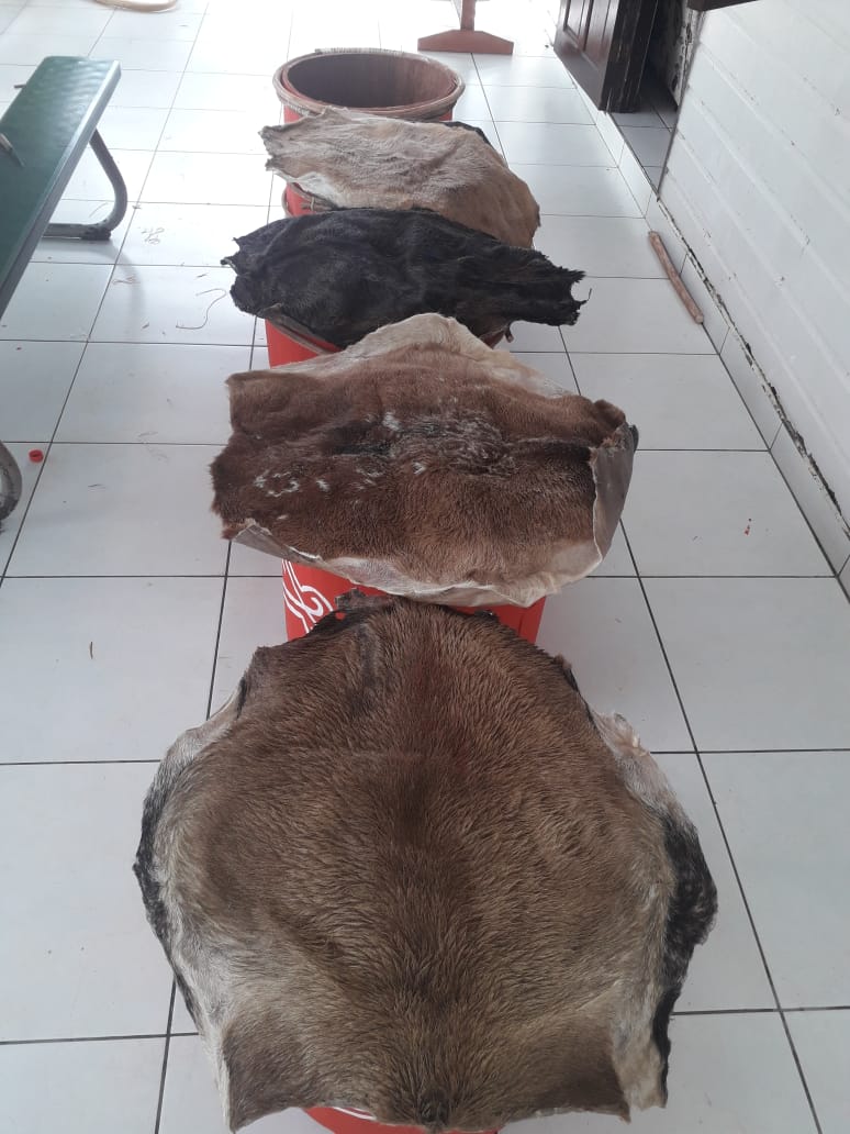 Het muziekinstrument van inheemsen, de sambura – Dagblad Suriname