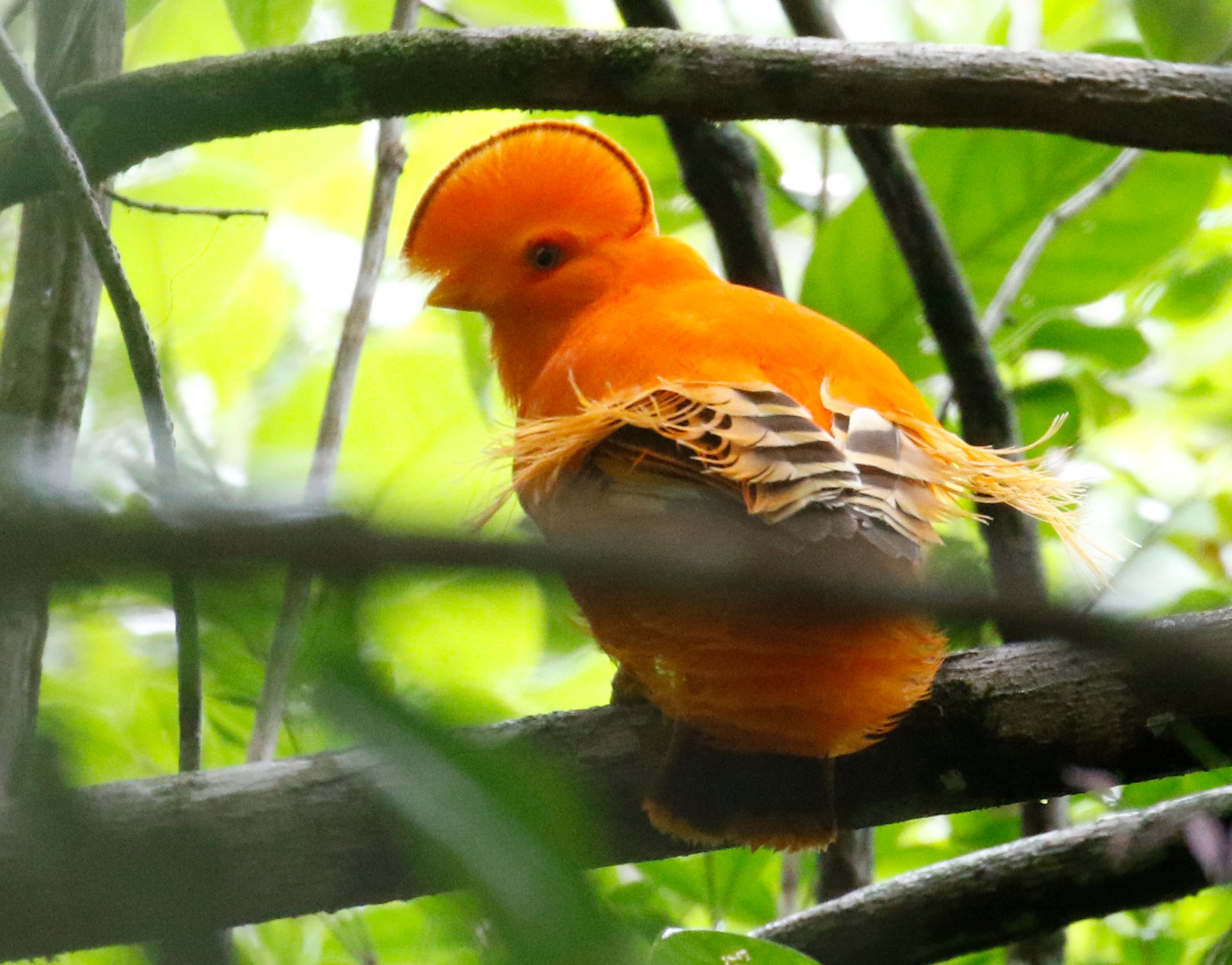 De bijzondere oranje rotshaan een opvallende verschijning in het ...