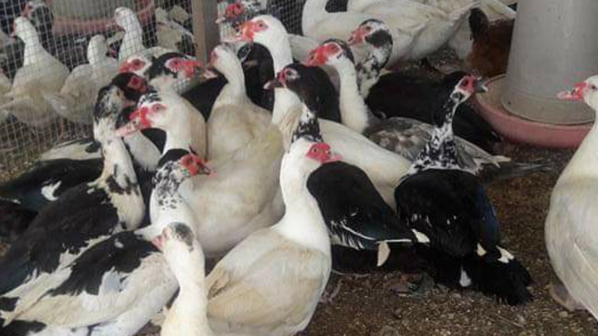 Doksen-dief (44) weet zo’n twee maanden uit handen politie te blijven ...