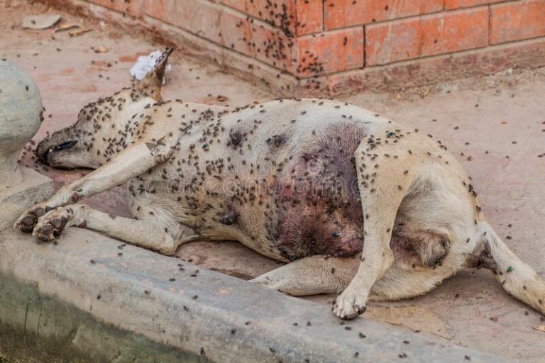 Man verwijdert dode hond van de straat in binnenstad – Dagblad Suriname