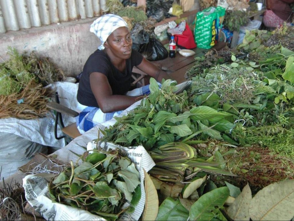Geneeskunst inheemse en tribale volken heeft economische waarde ...