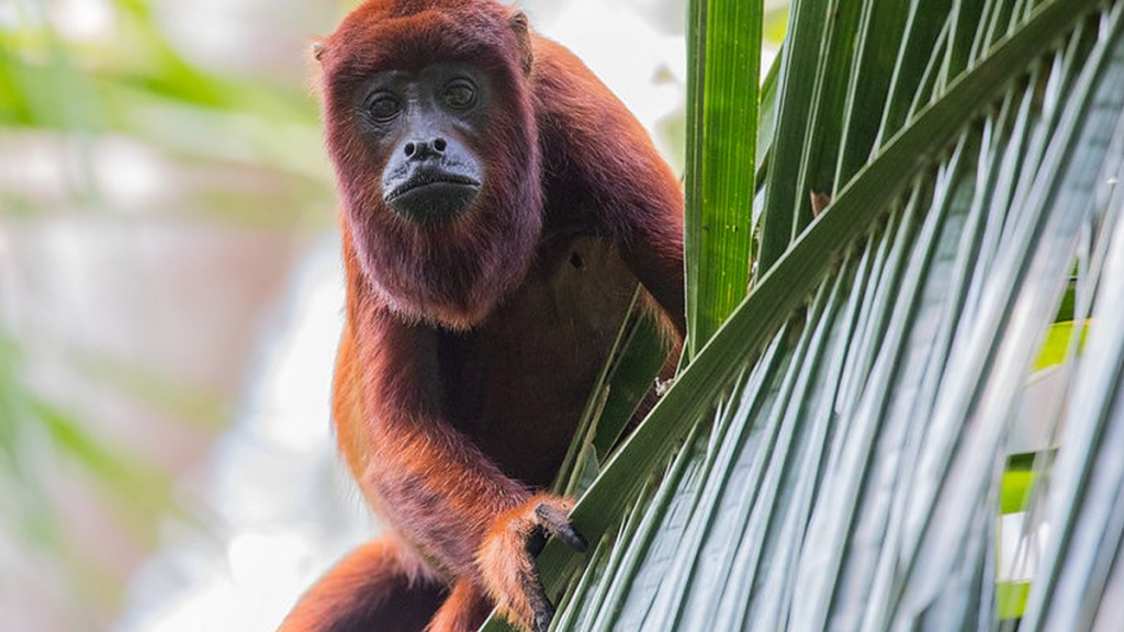De babun de grootste, lelijkste, luidruchtigste en lekkerste onder de ...