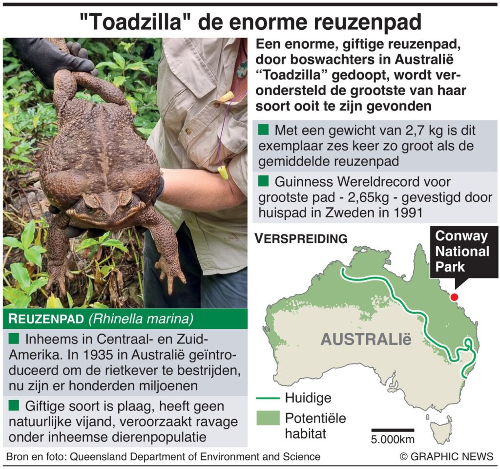 ‘Toadzilla’: de dikste pad van Australië. – Dagblad Suriname