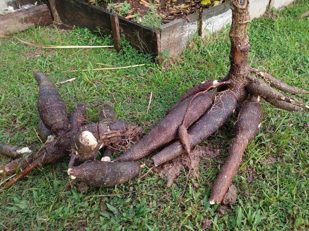 “Heerlijk om te kunnen besparen met zelf geplante groenten” – Dagblad ...