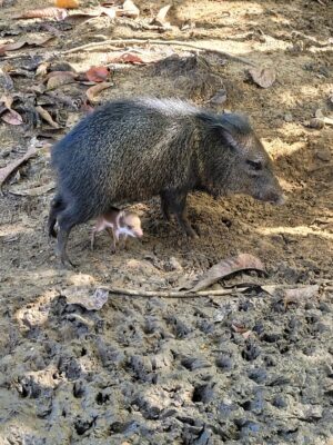Baby pakira verwelkomd in de Paramaribo Zoo – Dagblad Suriname