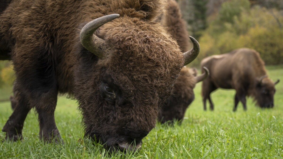 Eerste Europese bizon geboren in Juragebergte sinds 1000 jaar – Dagblad ...