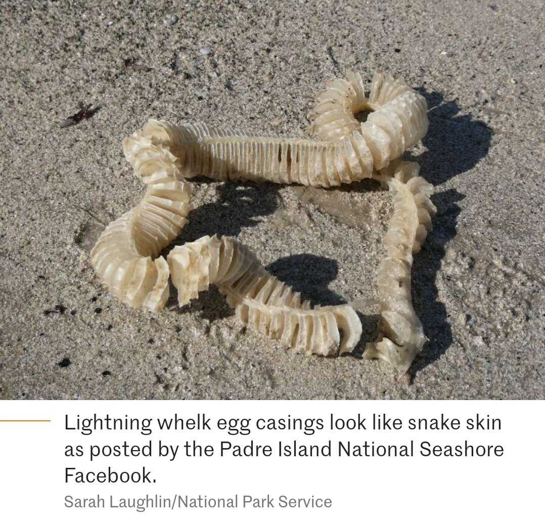 Cryptic object’ spoelt aan op de kust van Texas. Weet je wat het ‘rare ...