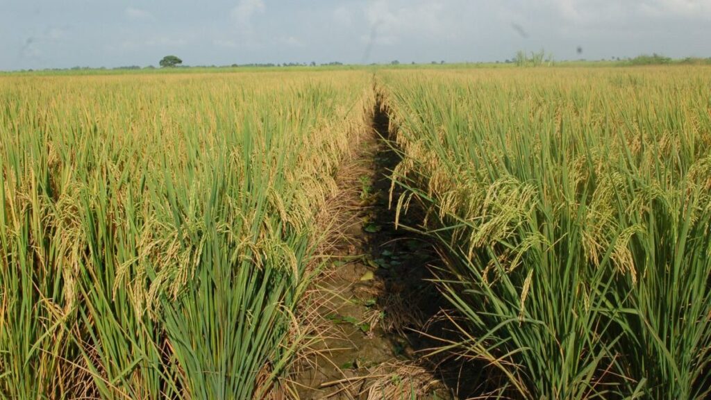 SRD 100 miljoen “up-topping” NOFA gaat grotendeels naar kleine ...