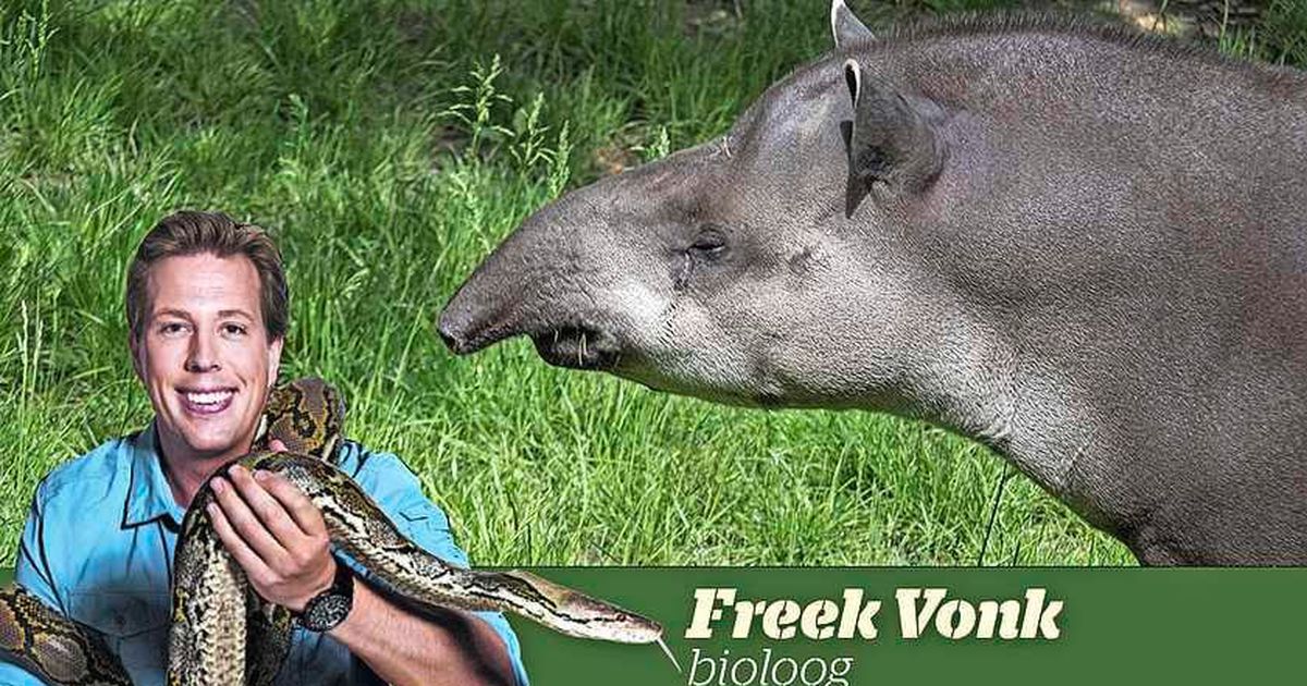 Bekende Nederlandse bioloog Freek Vonk schreeuwt om hulp: ‘Groot gevaar dreigt voor Surinaamse ...