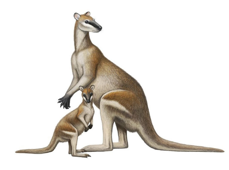 Australië: Fossielen van drie heel grote kangoeroesoorten ontdekt in ...