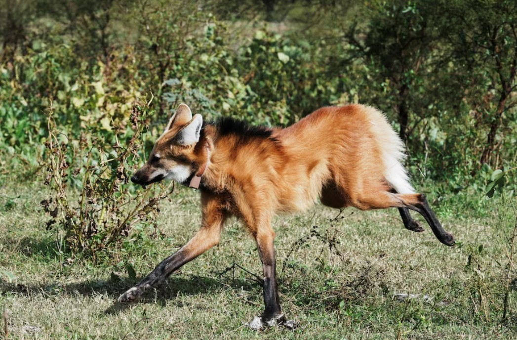 Argentinië: Langpotige manenwolf keert terug in het wild – Dagblad Suriname