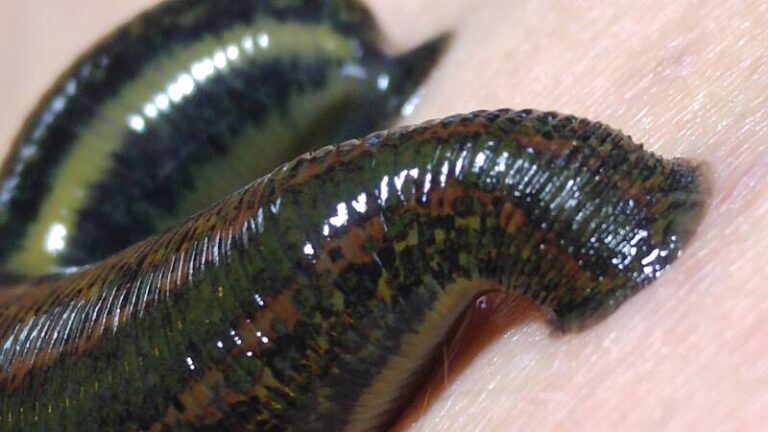 Surinaamse woningnood: De eeuwige bloedzuigers van de grondmarkt ...