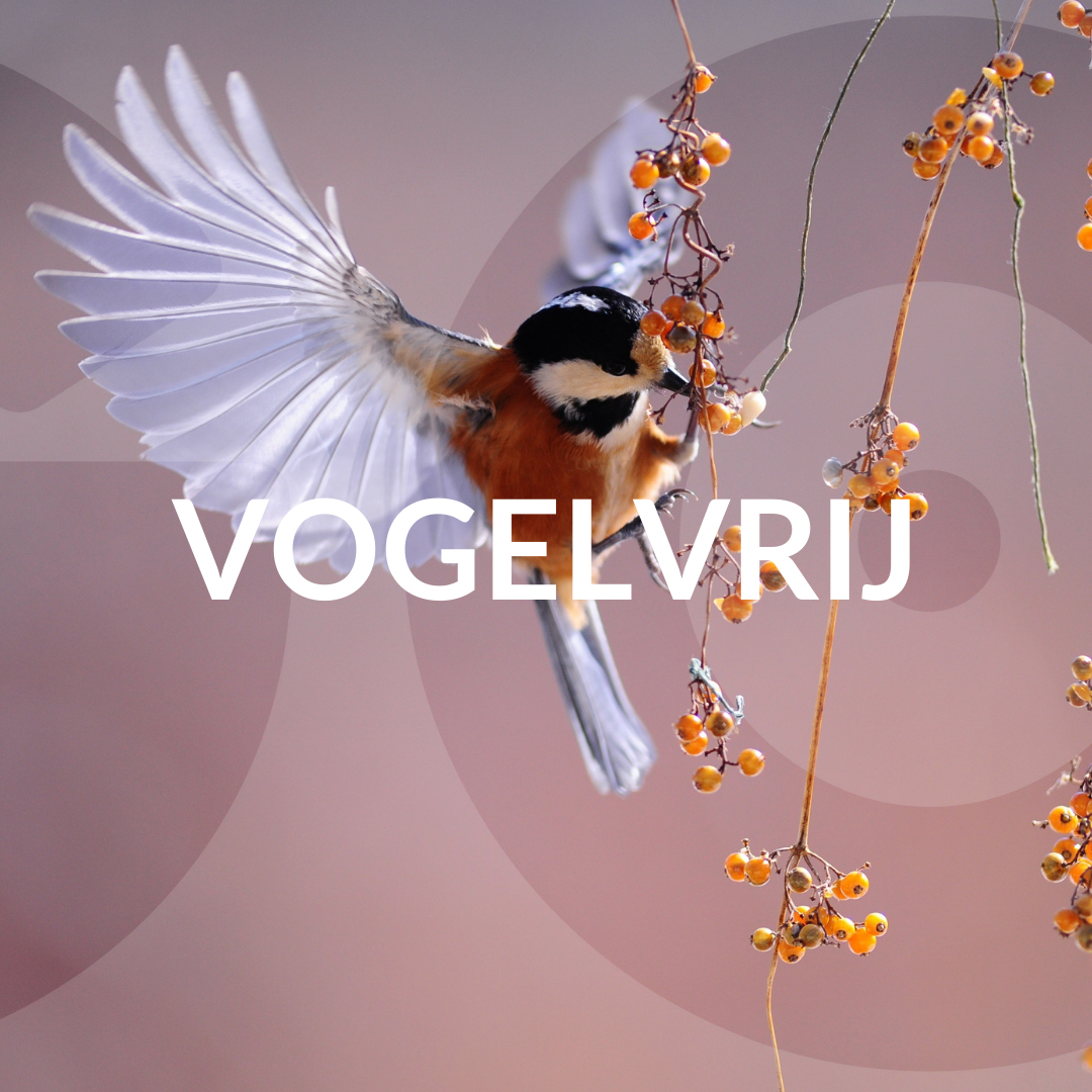 Burger financieel vogelvrij verklaard – Dagblad Suriname