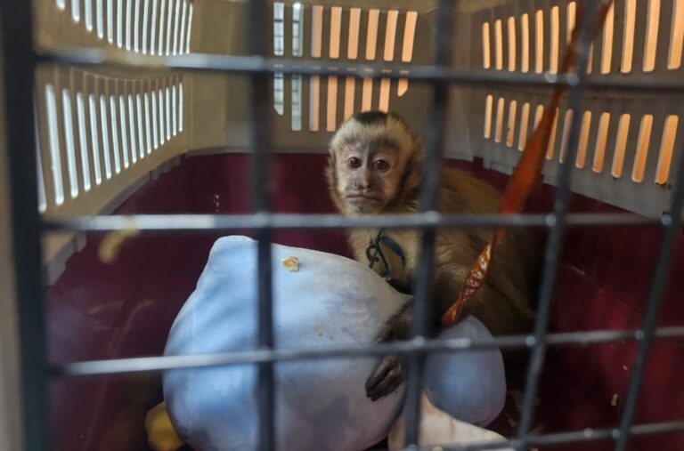 Interpol: Zo’n 20.000 levende dieren in beslag genomen, in grootste ...