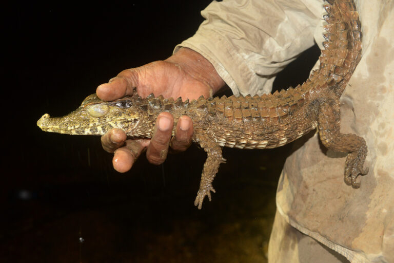 Kaaiman in je tuin of zwembad – Dagblad Suriname