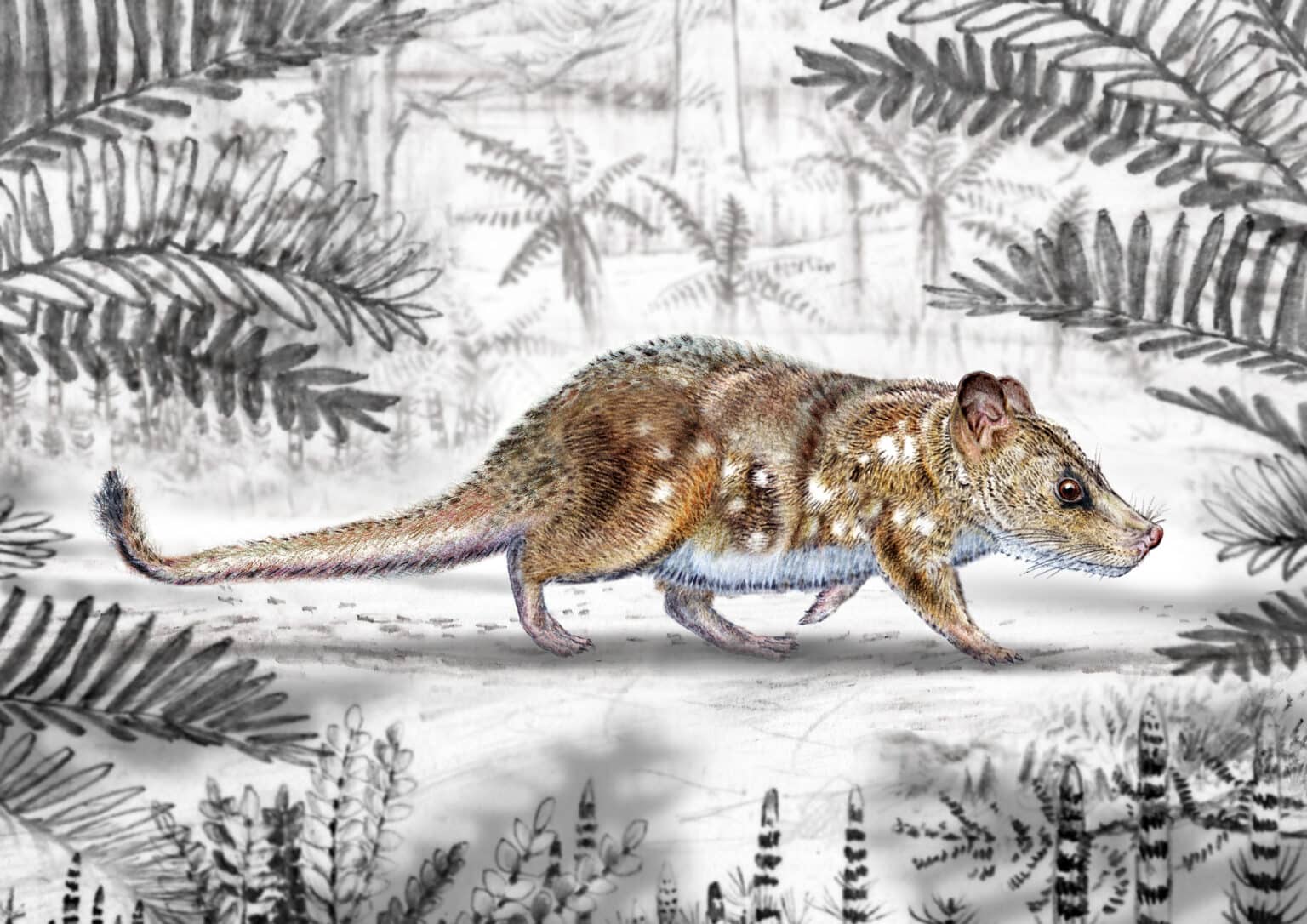 Opmerkelijk – Fossiel van piepklein zoogdier uit tijd van dinosaurus ...