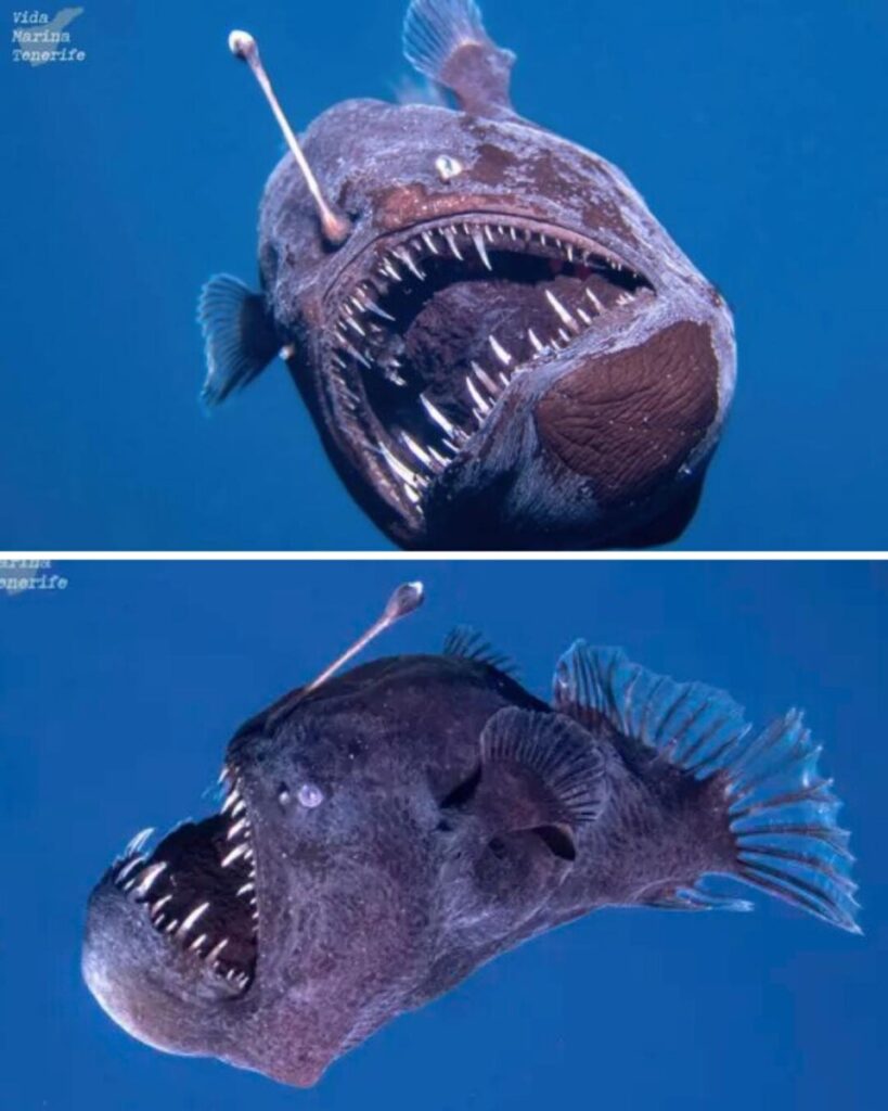 WIST U DAT: De zwarte zeeduivelvis een lichtgevend bolletje op zijn kop heeft? – Dagblad Suriname